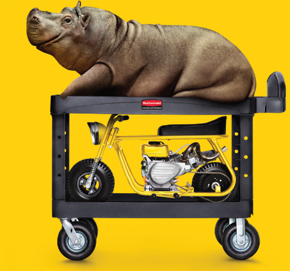 A Happy Hippo Sitting on a Rubbermaid Utility Cart